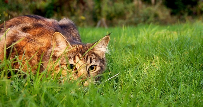 Morphologie du chat - Tout chat, tout moi