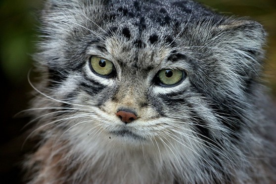 Morphologie du chat - Tout chat, tout moi